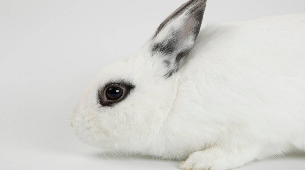 Rabbit - Singapore Zoo