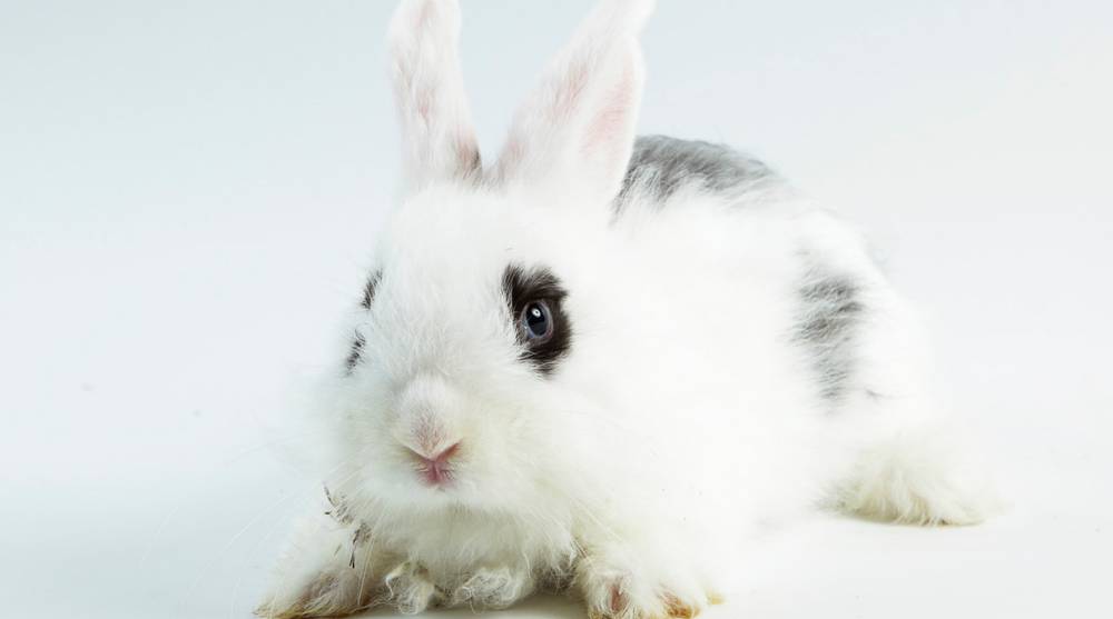 Rabbit - Singapore Zoo