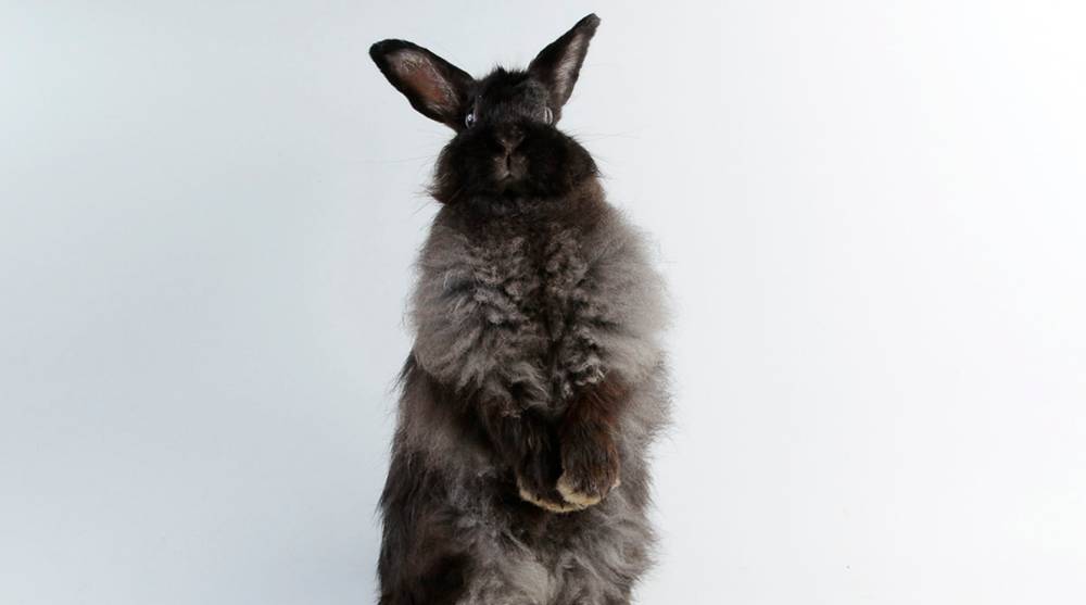 Rabbit - Singapore Zoo