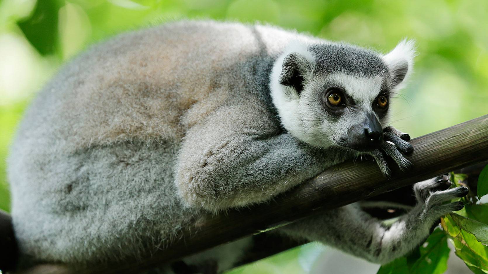 Ring-tailed Lemur - Bird Paradise | Mandai Wildlife Reserve