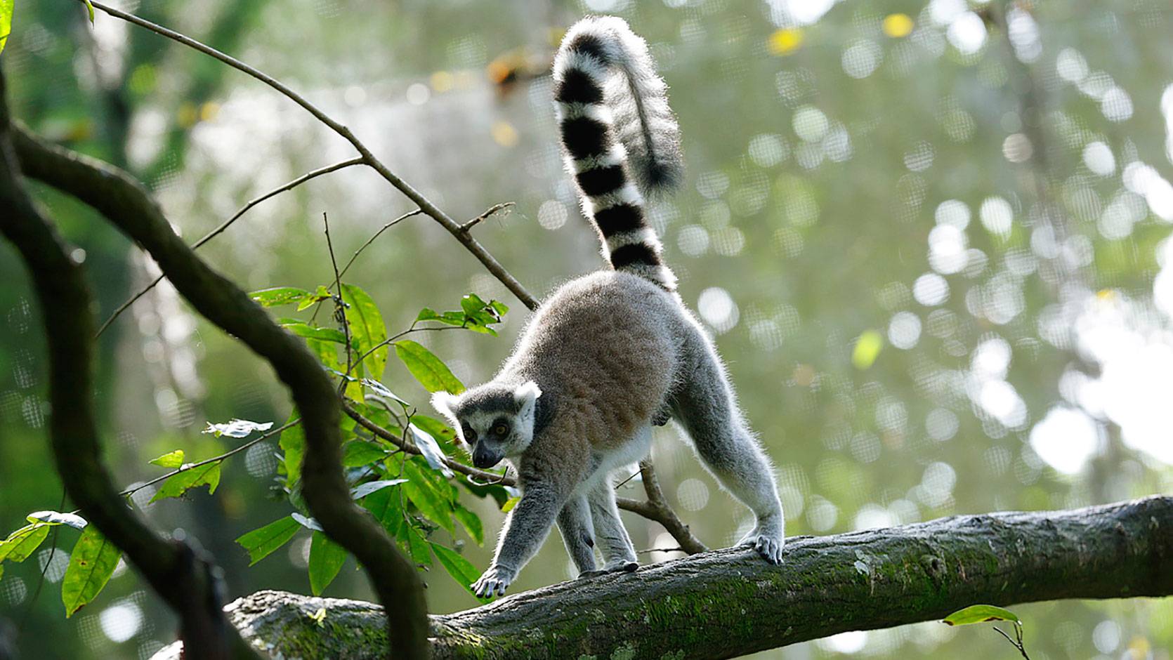 Ring-tailed Lemur - Bird Paradise | Mandai Wildlife Reserve