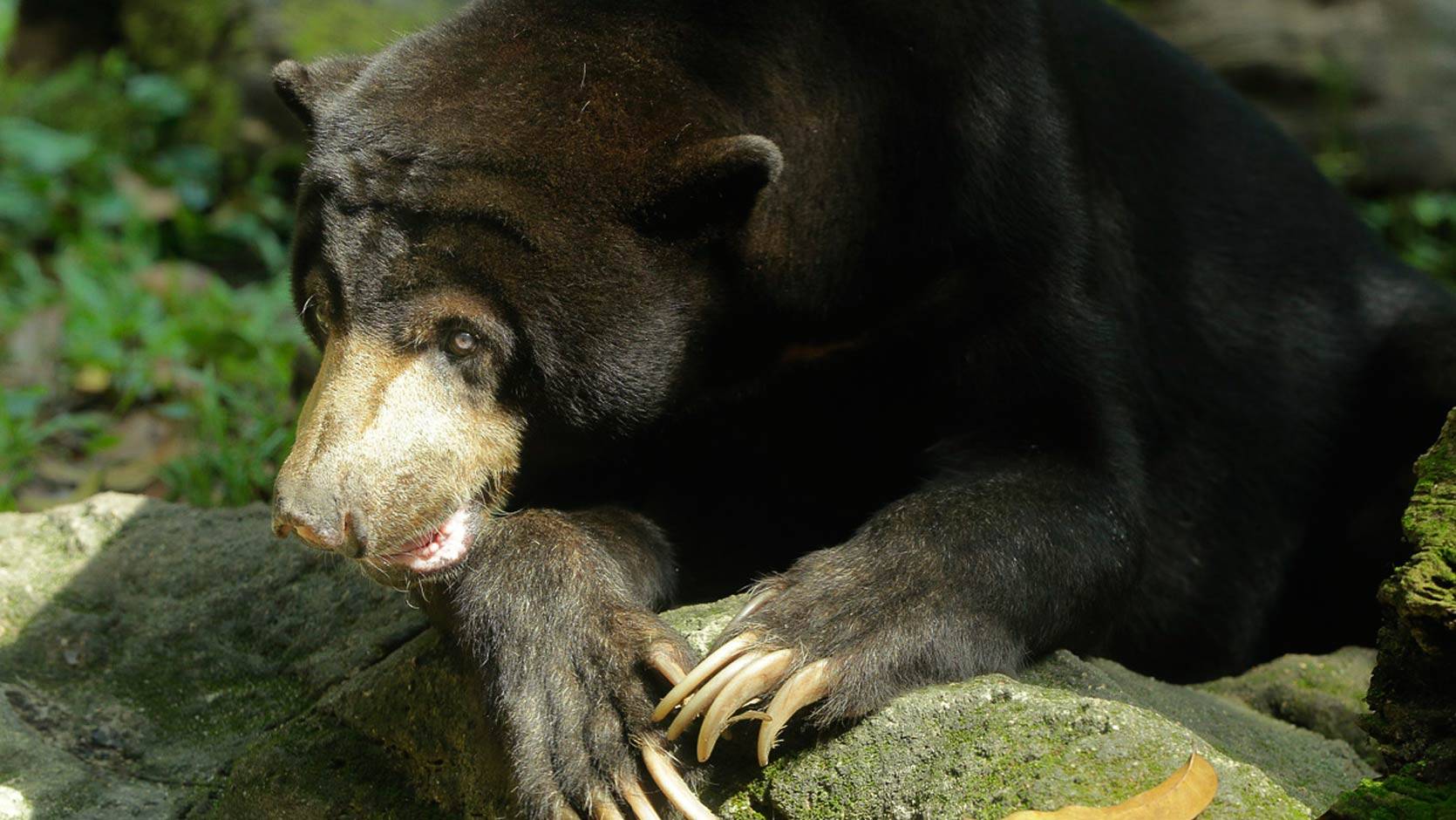 Sun Bear - Singapore Zoo