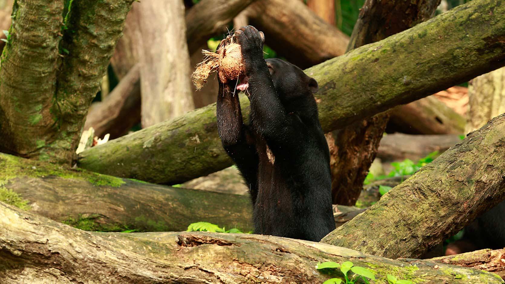 Sun Bear - Singapore Zoo