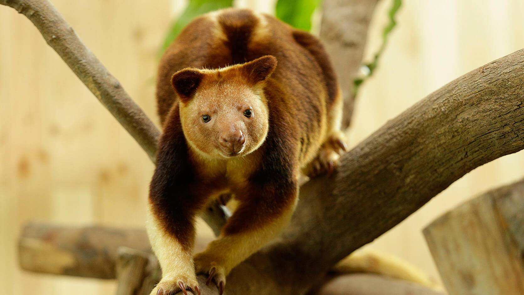 Tree Kangaroo - Singapore Zoo