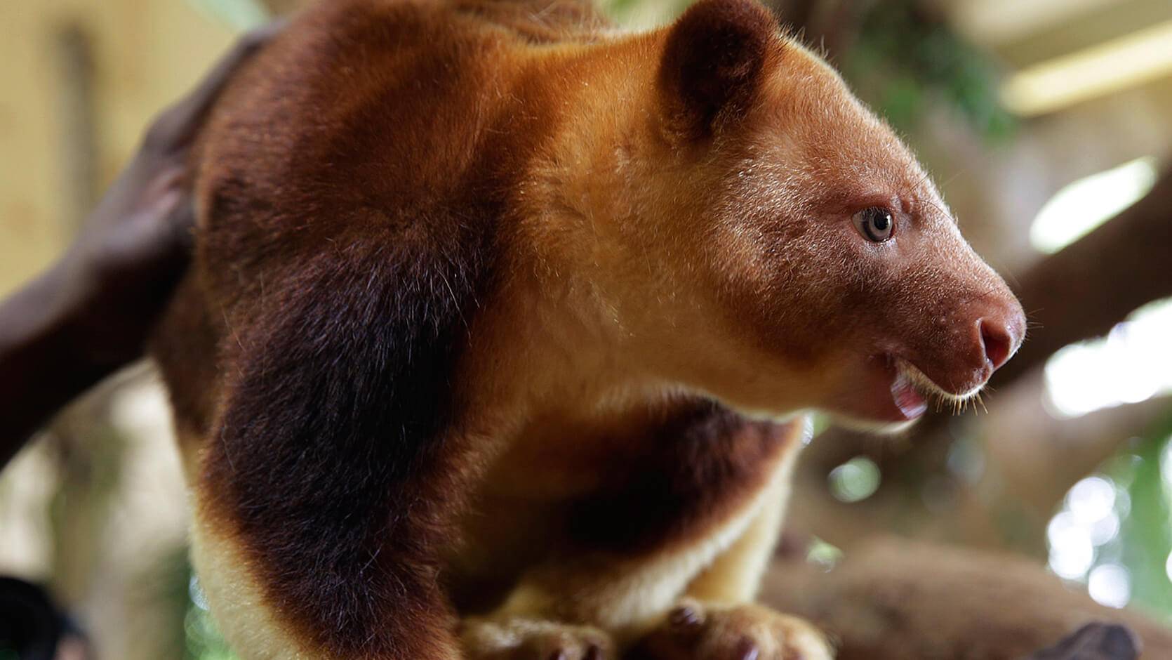 Tree Kangaroo - Singapore Zoo