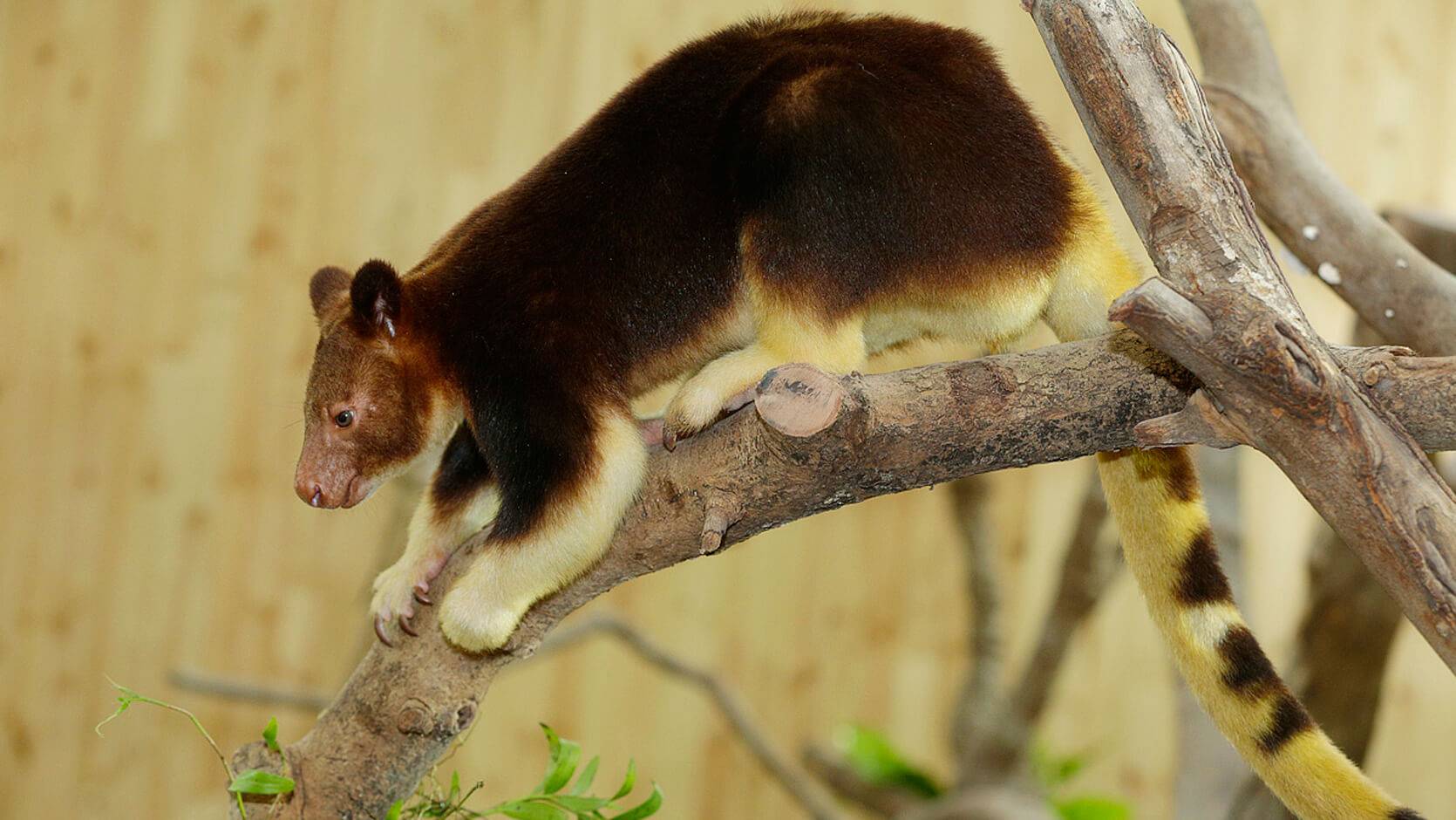 Tree Kangaroo - Singapore Zoo