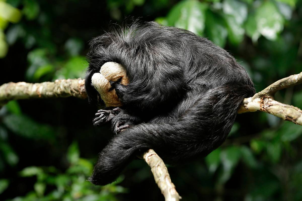 White-Faced Saki Monkey - Singapore Zoo