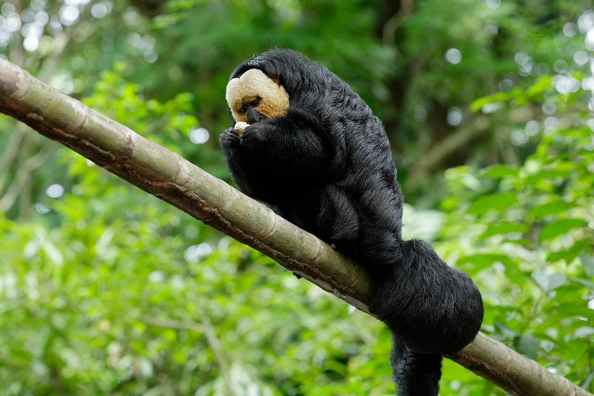 White-Faced Saki Monkey - Singapore Zoo