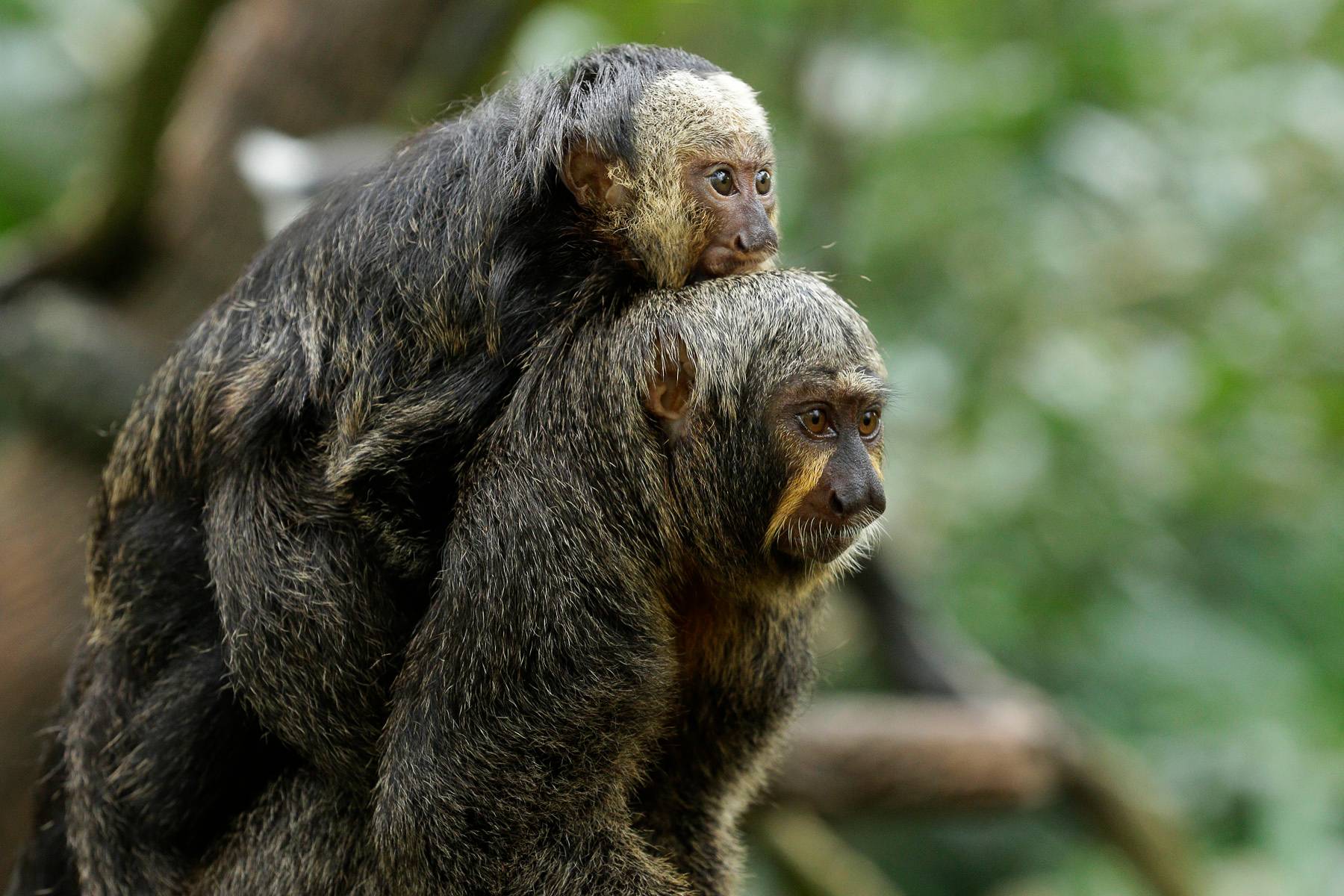 White-Faced Saki Monkey - Singapore Zoo