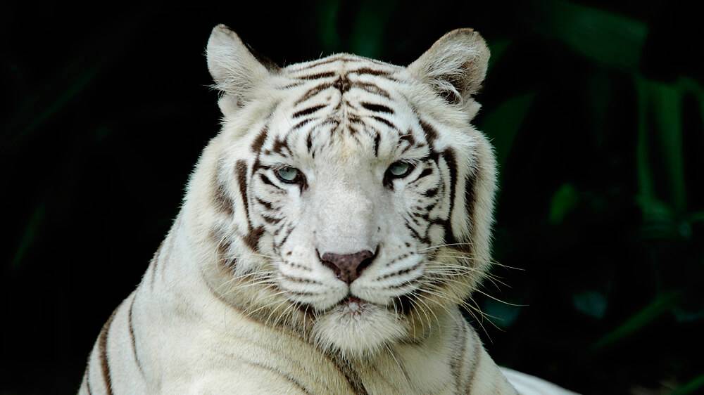 White Tiger - Night Safari