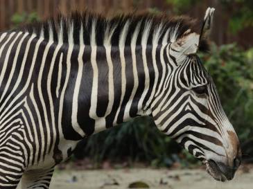 Zebra - Singapore Zoo