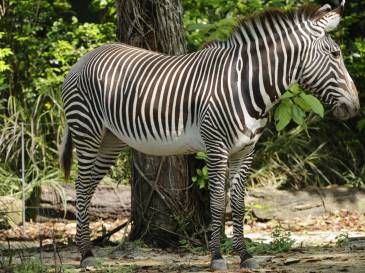 Zebra - Singapore Zoo