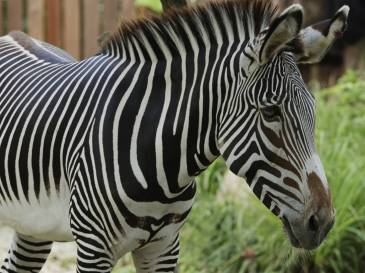 Zebra - Singapore Zoo