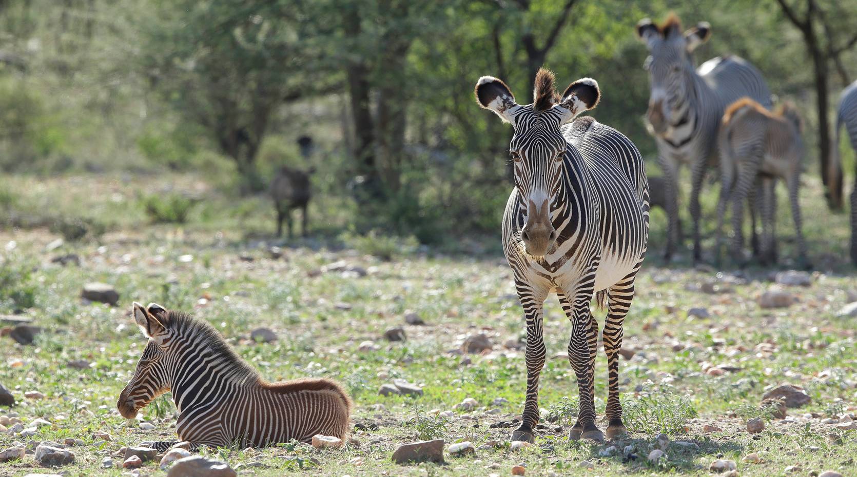 Zebra - Singapore Zoo