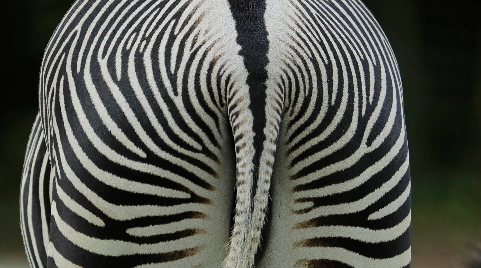 Zebra - Singapore Zoo