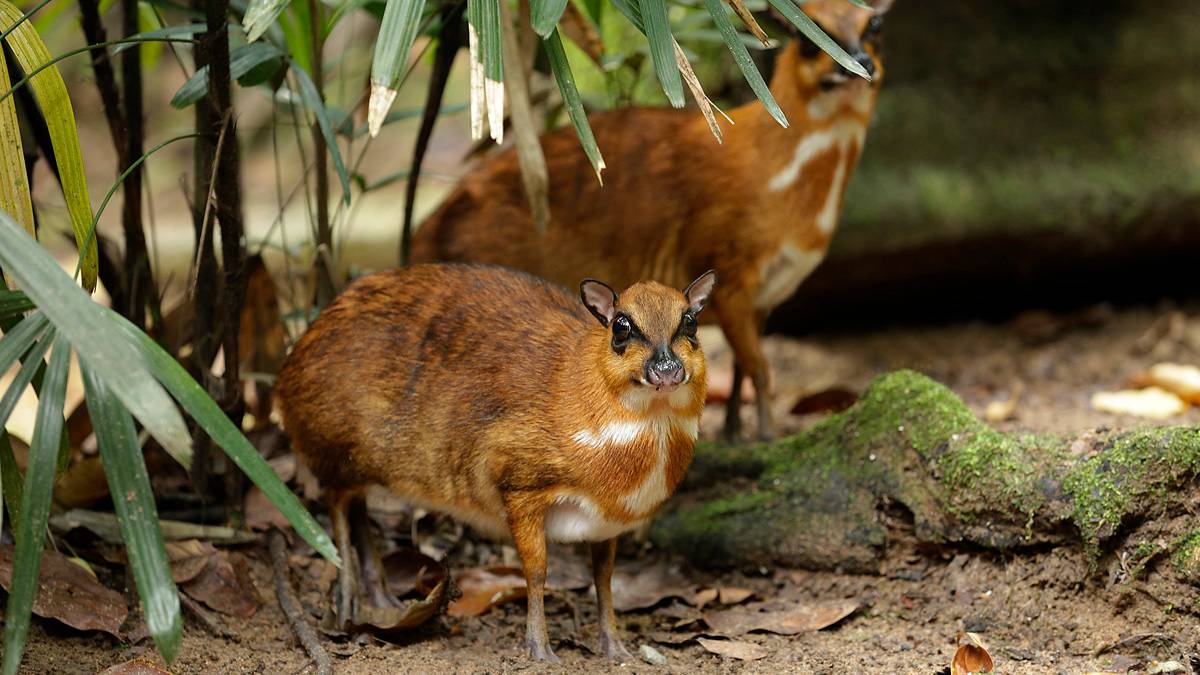 Mousedeer - Singapore Zoo