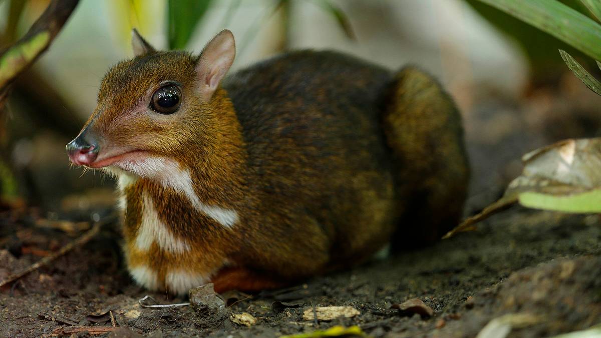 Mousedeer - Singapore Zoo