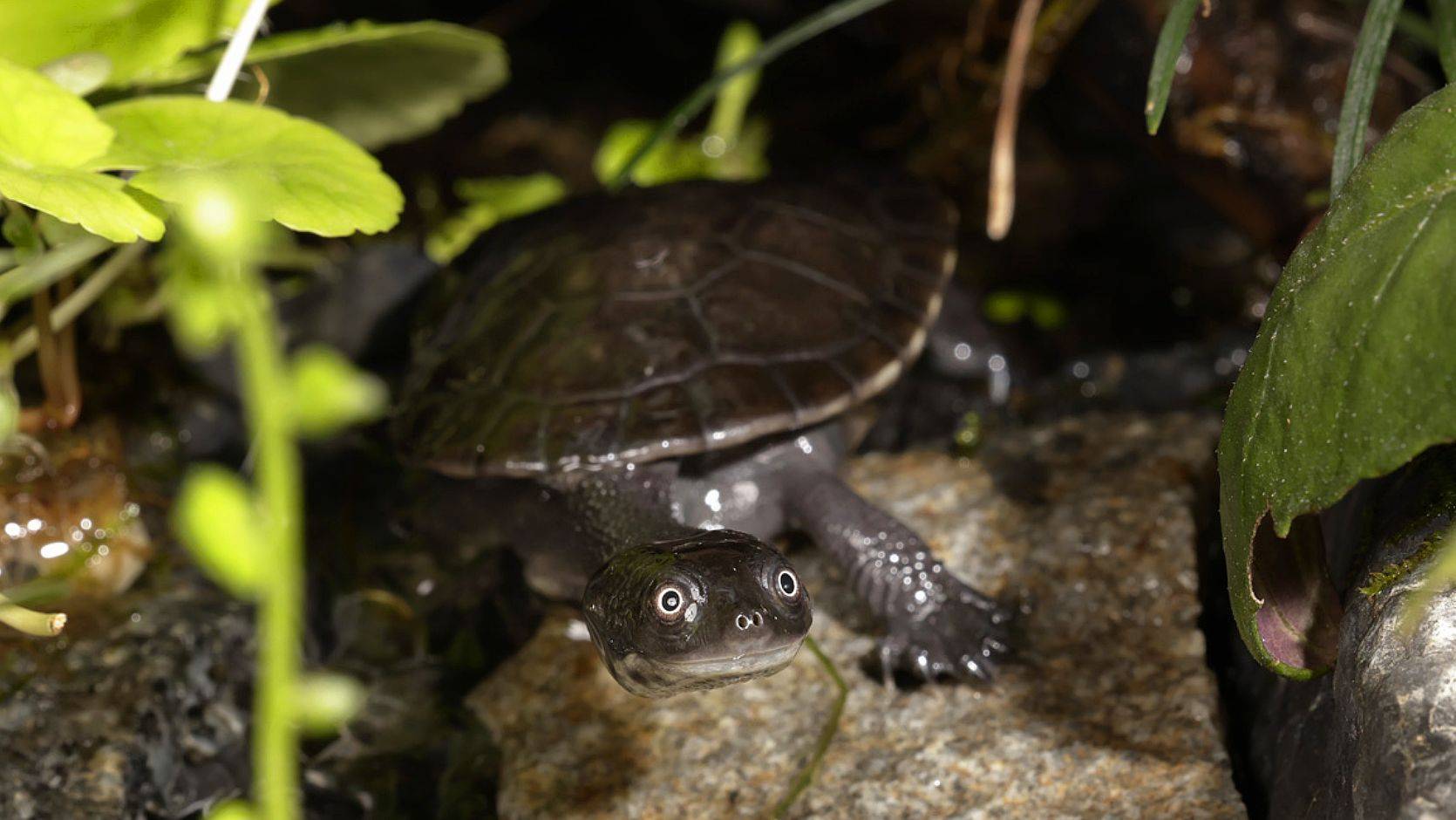 Rote Snake-necked Turtle - Singapore Zoo