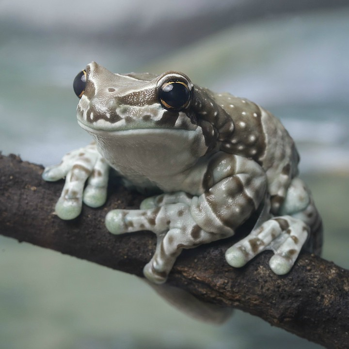 RepTopia - Singapore Zoo