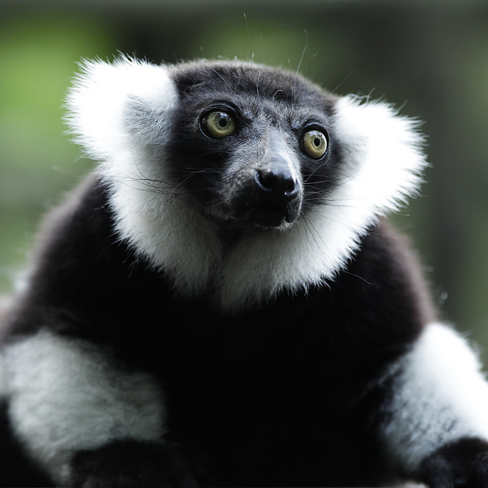 Fragile Forest - Singapore Zoo