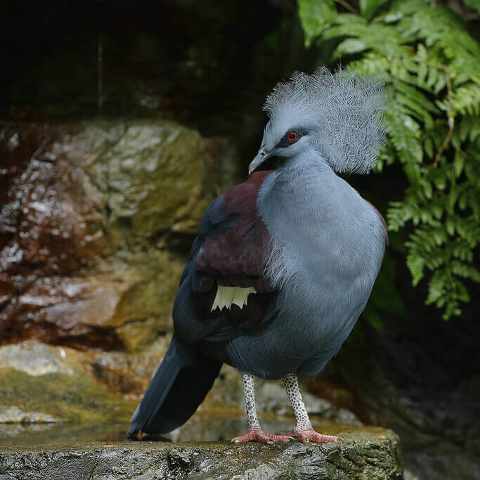 Fragile Forest - Singapore Zoo