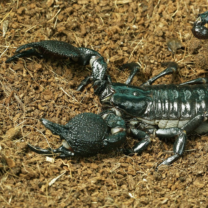 RepTopia - Singapore Zoo