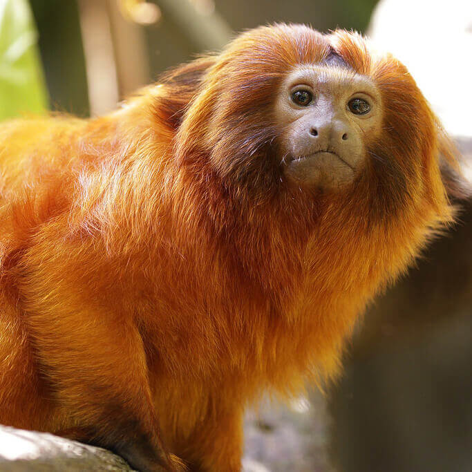 Fragile Forest - Singapore Zoo