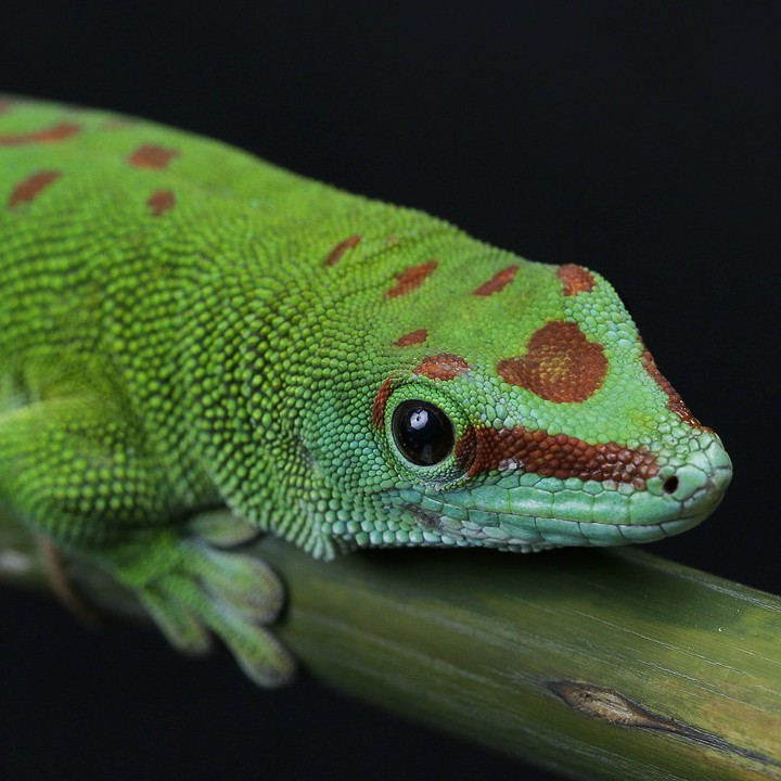 RepTopia - Singapore Zoo