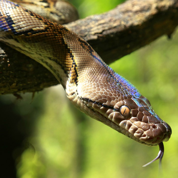RepTopia - Singapore Zoo