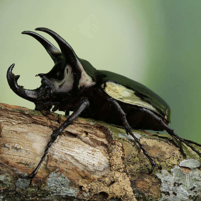 Fragile Forest - Singapore Zoo