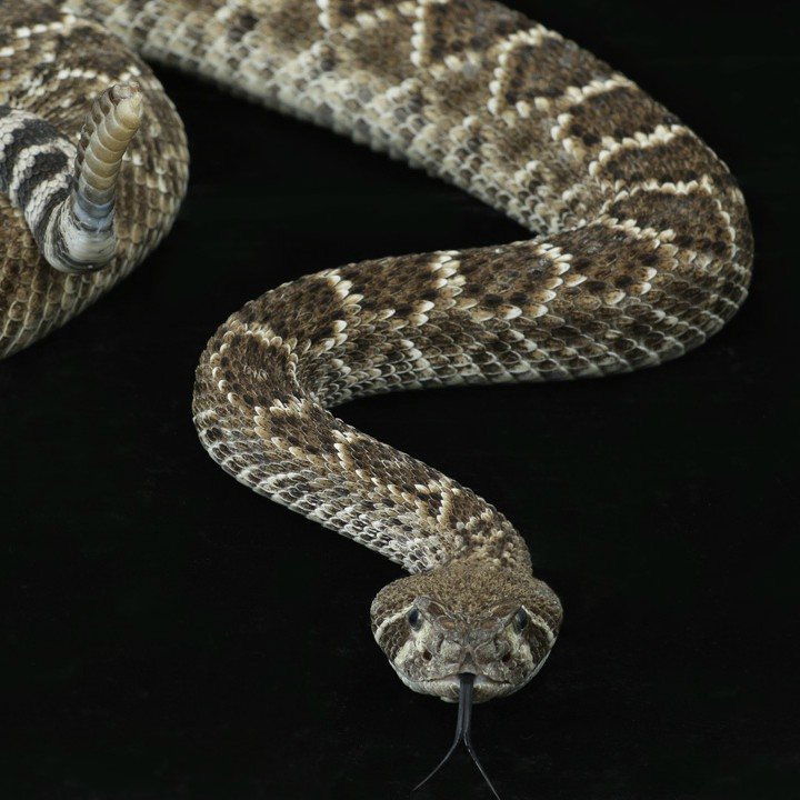 RepTopia - Singapore Zoo