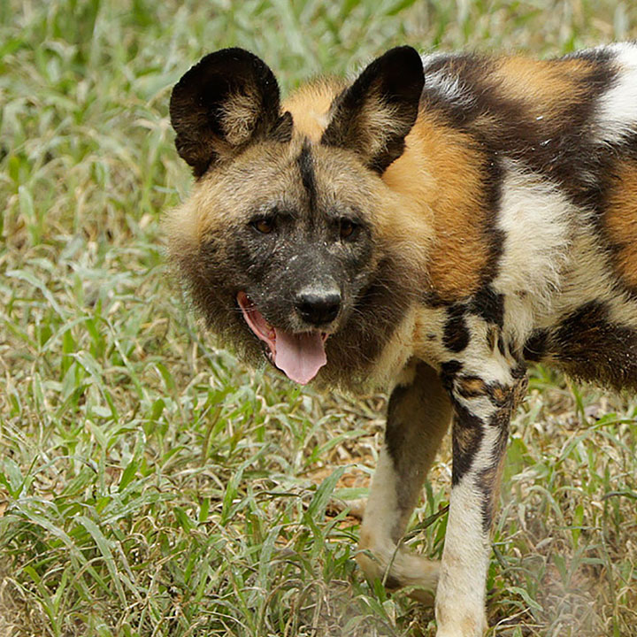 African Painted Dog - Singapore Zoo