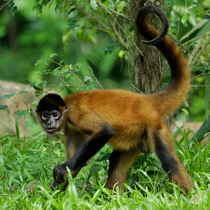 Primate Kingdom - Singapore Zoo