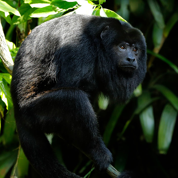 Primate Kingdom - Singapore Zoo