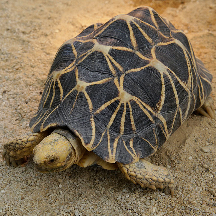 Tortoise Shelter - Singapore Zoo
