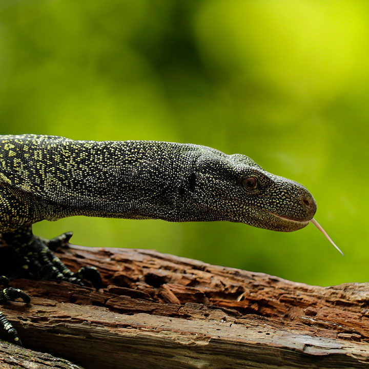 RepTopia - Singapore Zoo