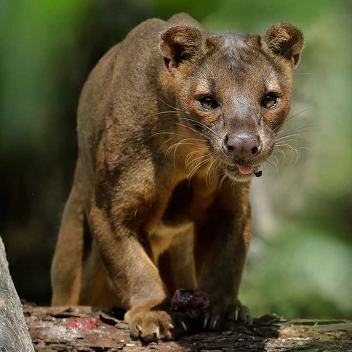 Fossa - Singapore Zoo