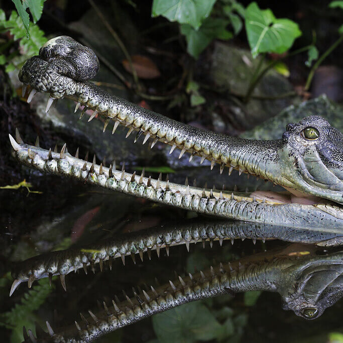 Indian Gharial - Singapore Zoo