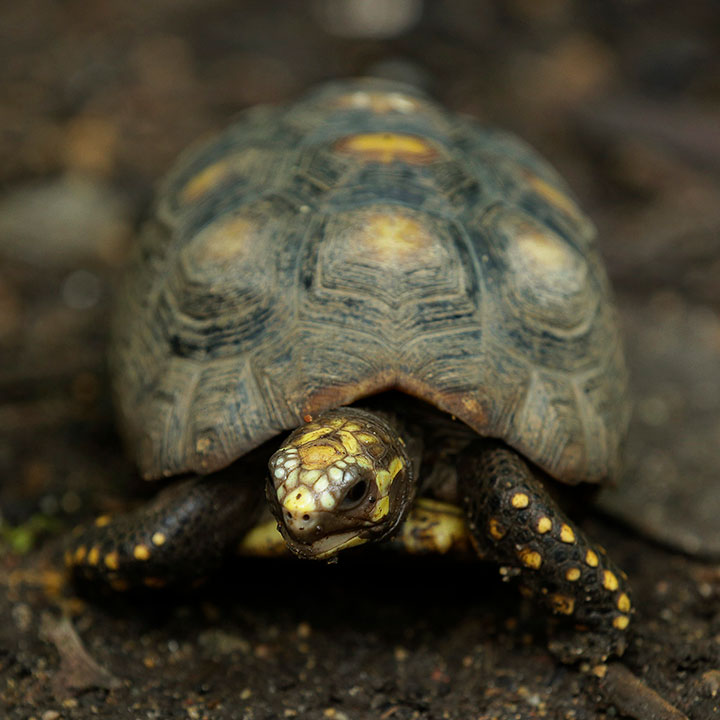 Tortoise Shelter - Singapore Zoo