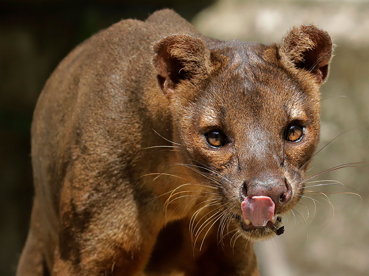 Wild Africa - Singapore Zoo