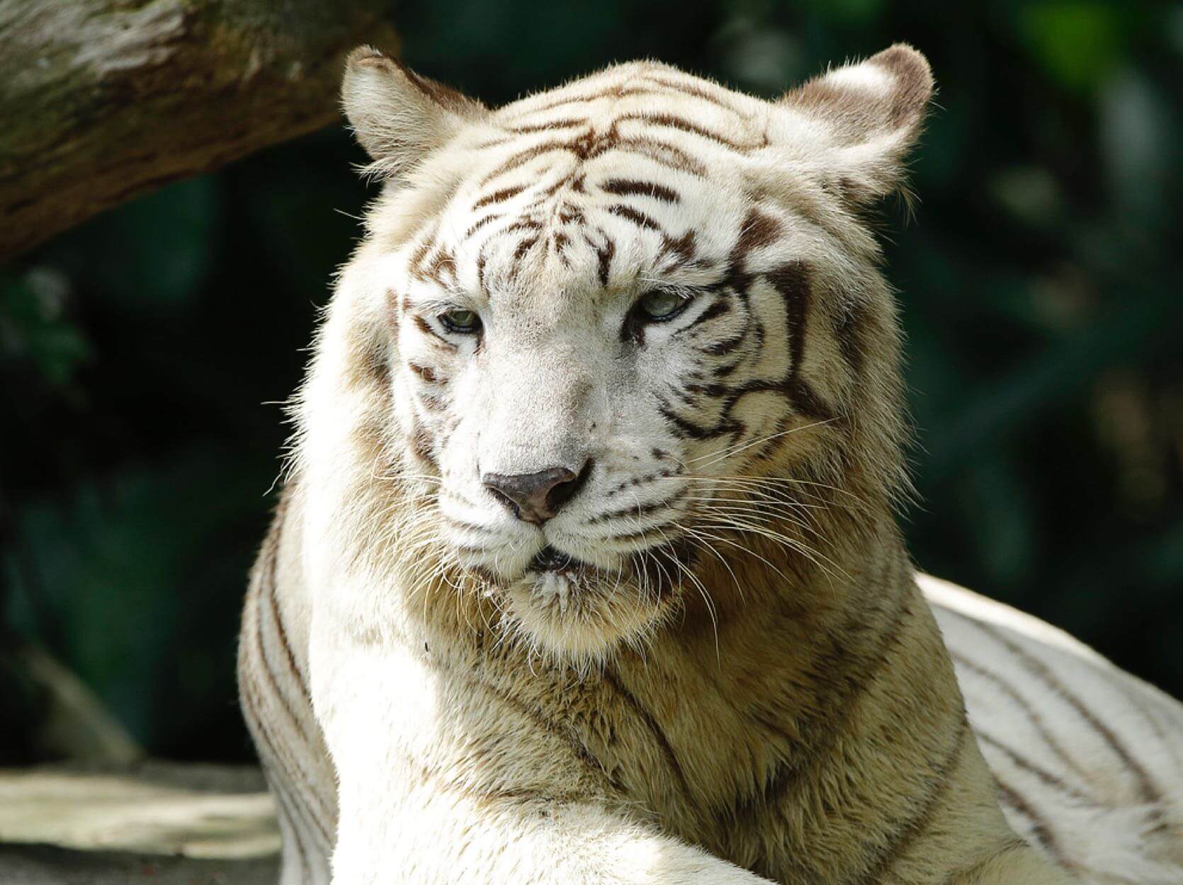 White Tiger - Night Safari