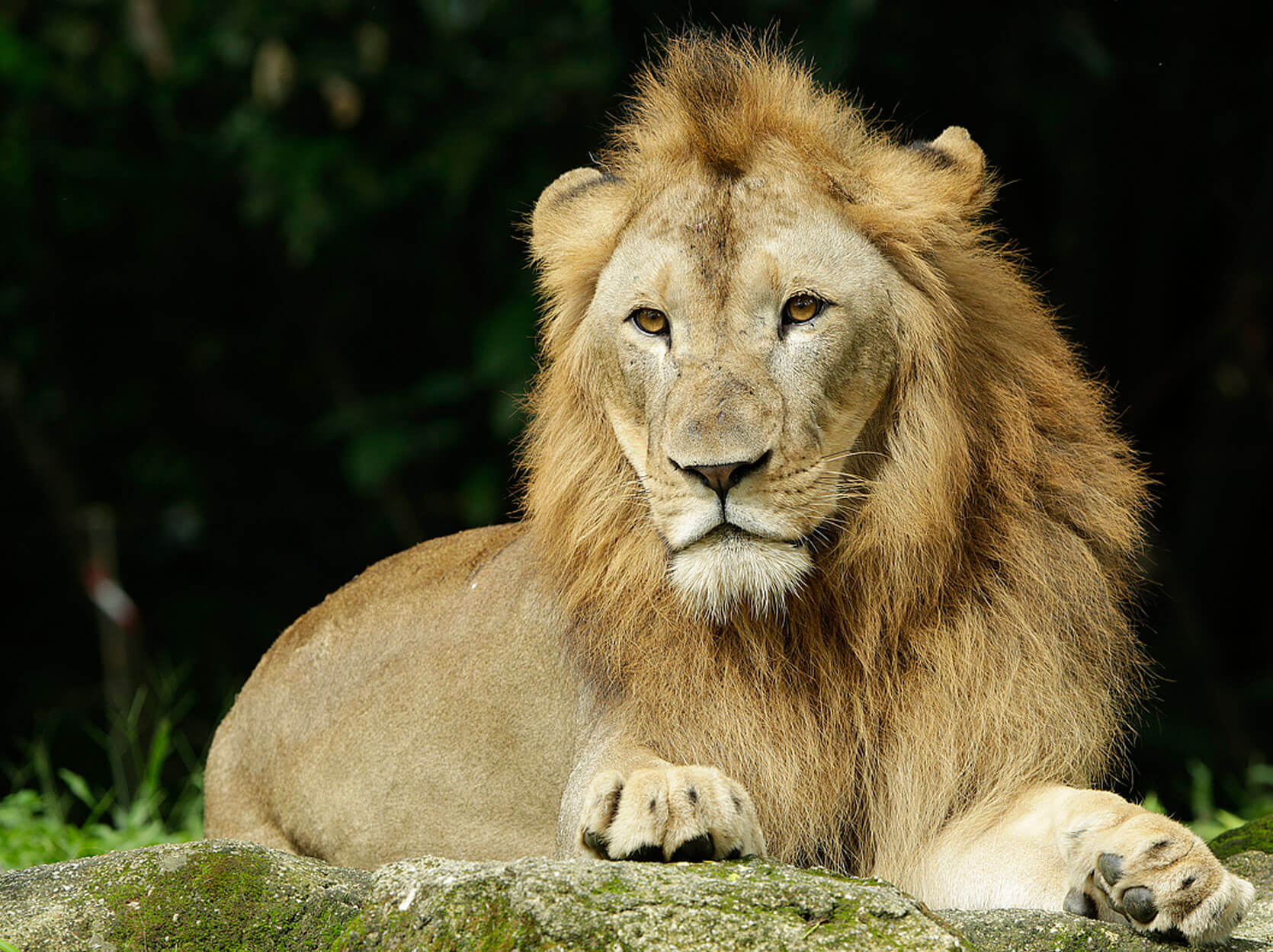 Lion - Singapore Zoo Lion - Singapore Zoo