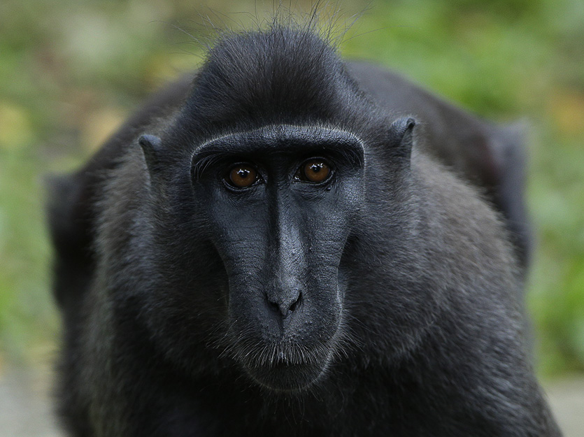 Celebes Crested Macaque - Singapore Zoo