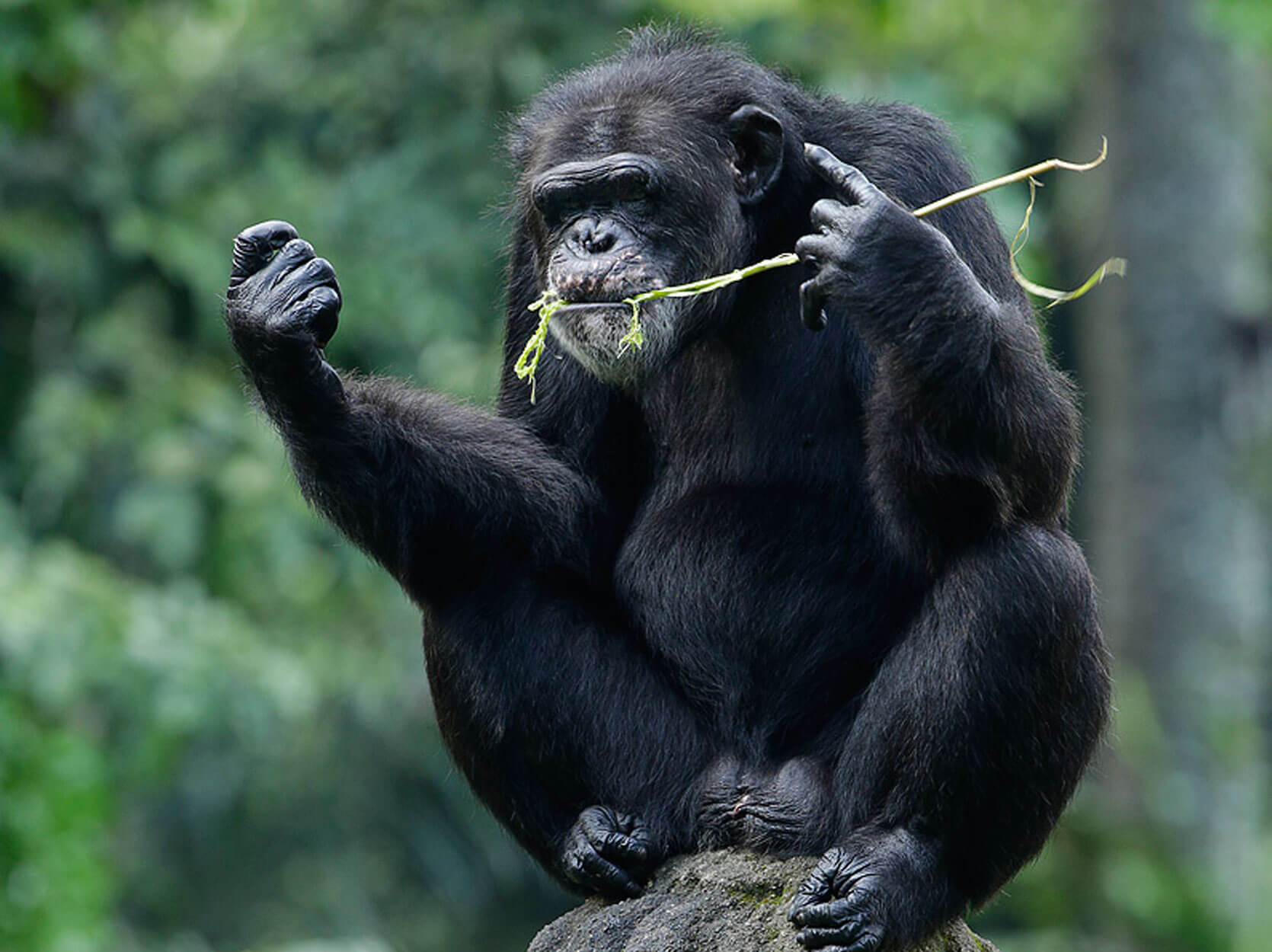 Chimpanzee - Singapore Zoo