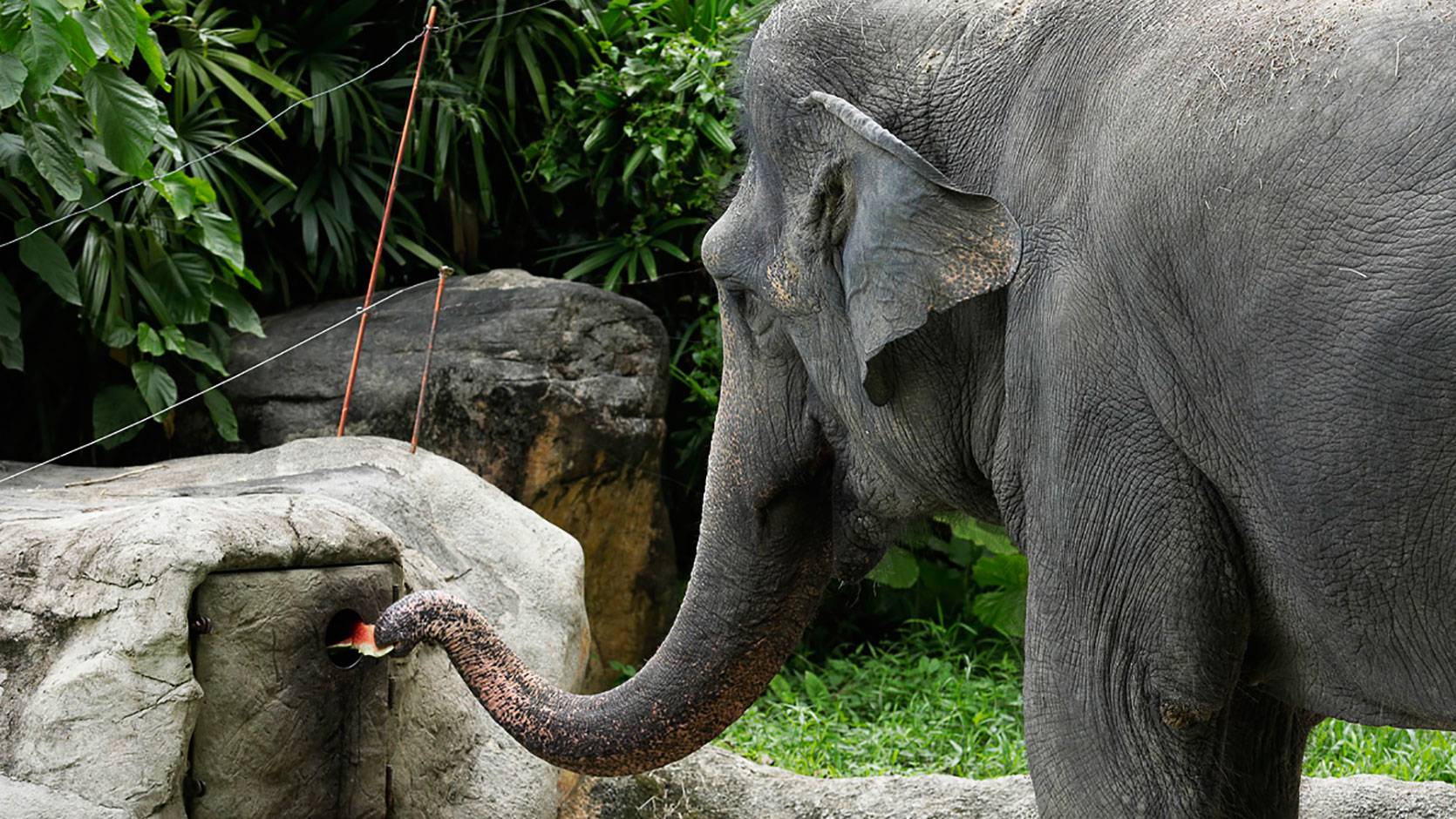 Elephants of Asia - Singapore Zoo