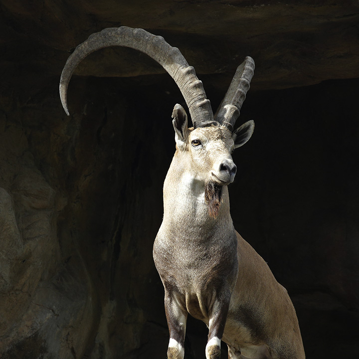 Great Rift Valley of Ethiopia - Singapore Zoo
