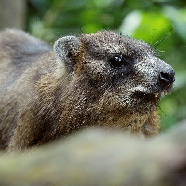 Great Rift Valley of Ethiopia - Singapore Zoo