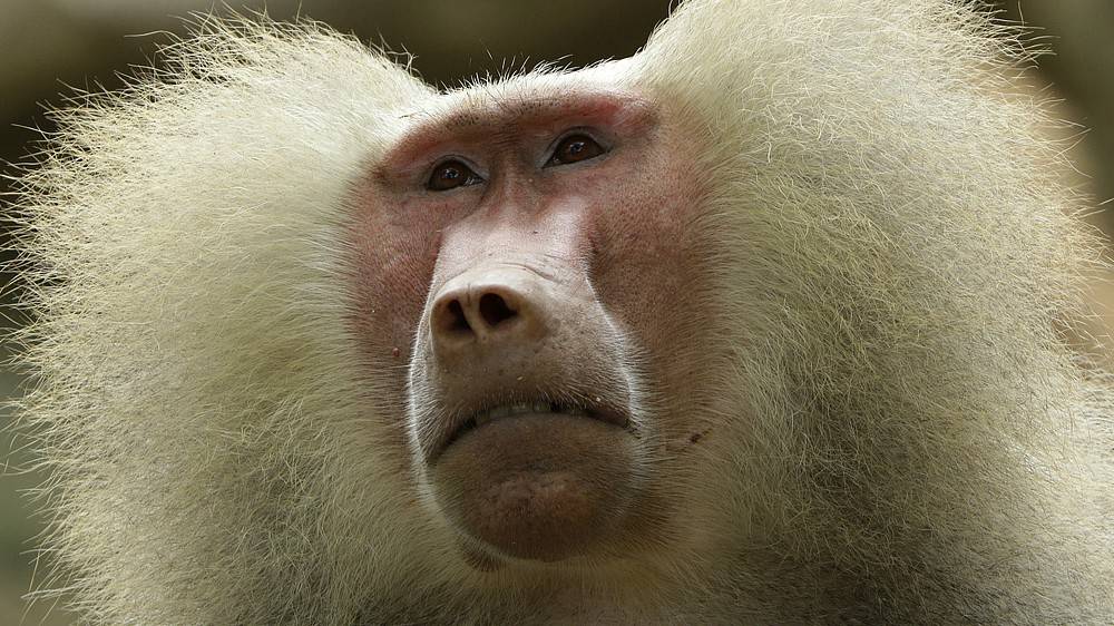 Hamadryas Baboon - Singapore Zoo
