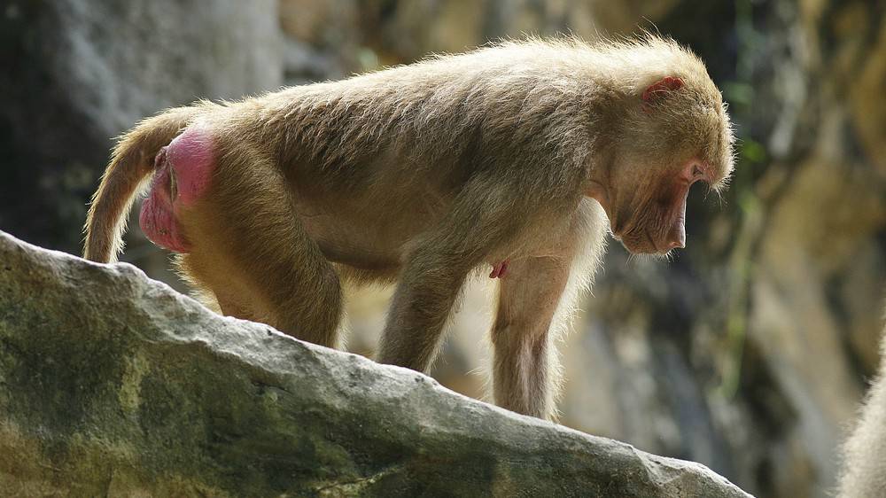 阿拉伯狒狒 - 新加坡动物园