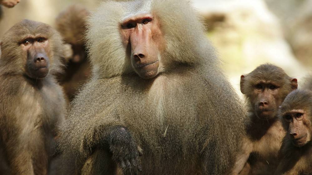 Hamadryas Baboon - Singapore Zoo